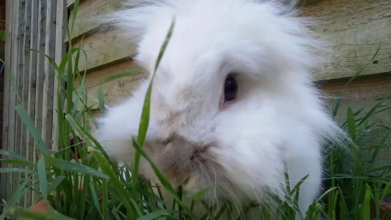 Mavis eating grass - YouTube