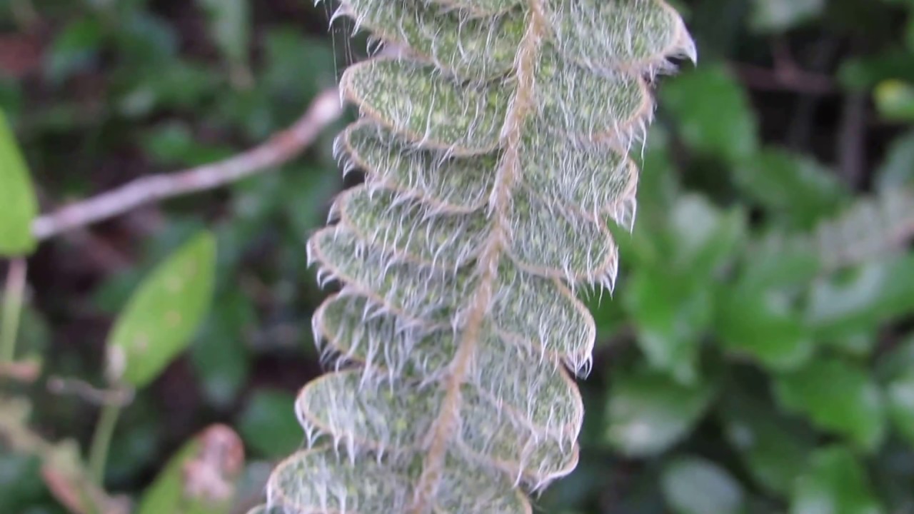 Polypodiaceae - Pleopeltis lepidopteris (Langsd. & Fisch.) de la Sota ...