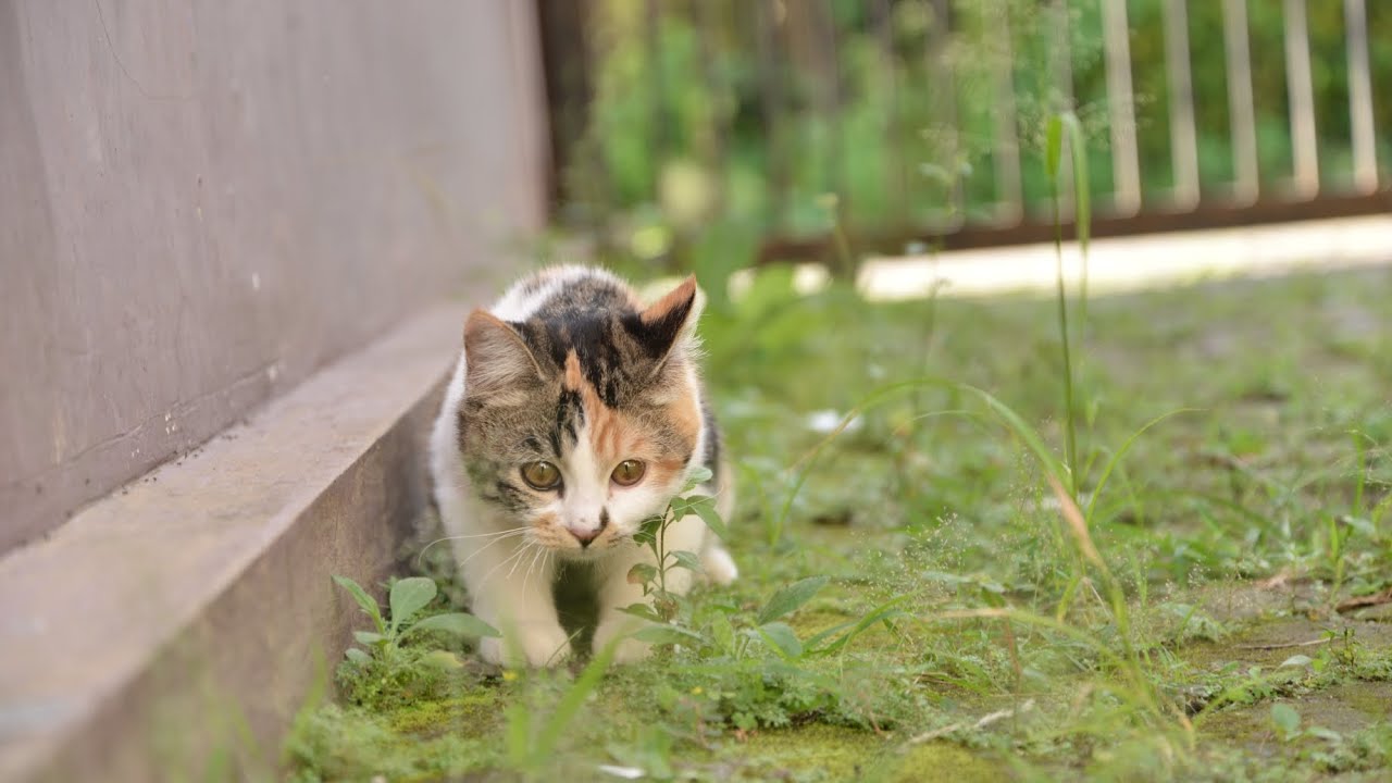 Ciki si Kucing Petualang - YouTube