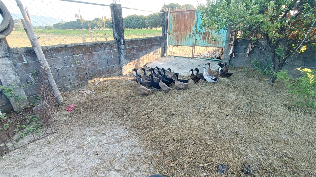 Mga Itik at Pato🦆 - YouTube