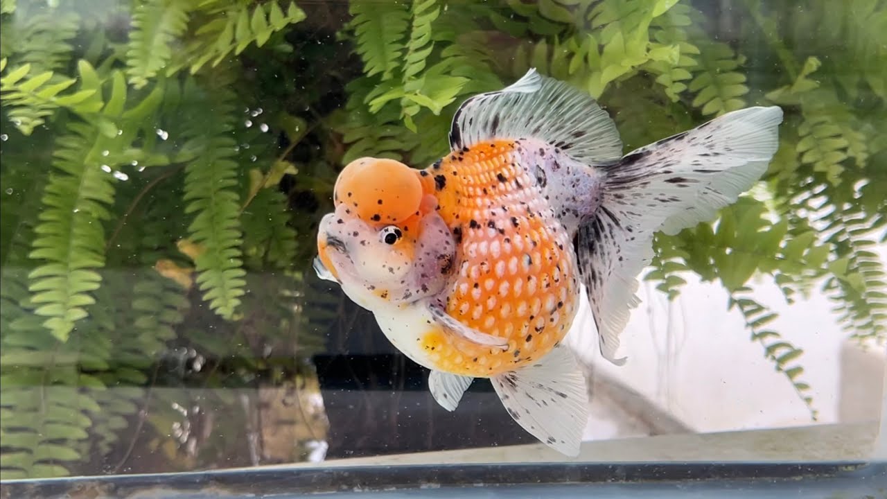 Calico Pearlscale Goldfish