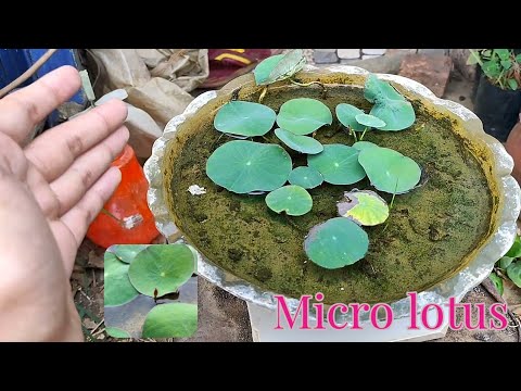 micro lotus: liang li/ growing lotus on bowl/ bowl lotus/ mini lotus ...
