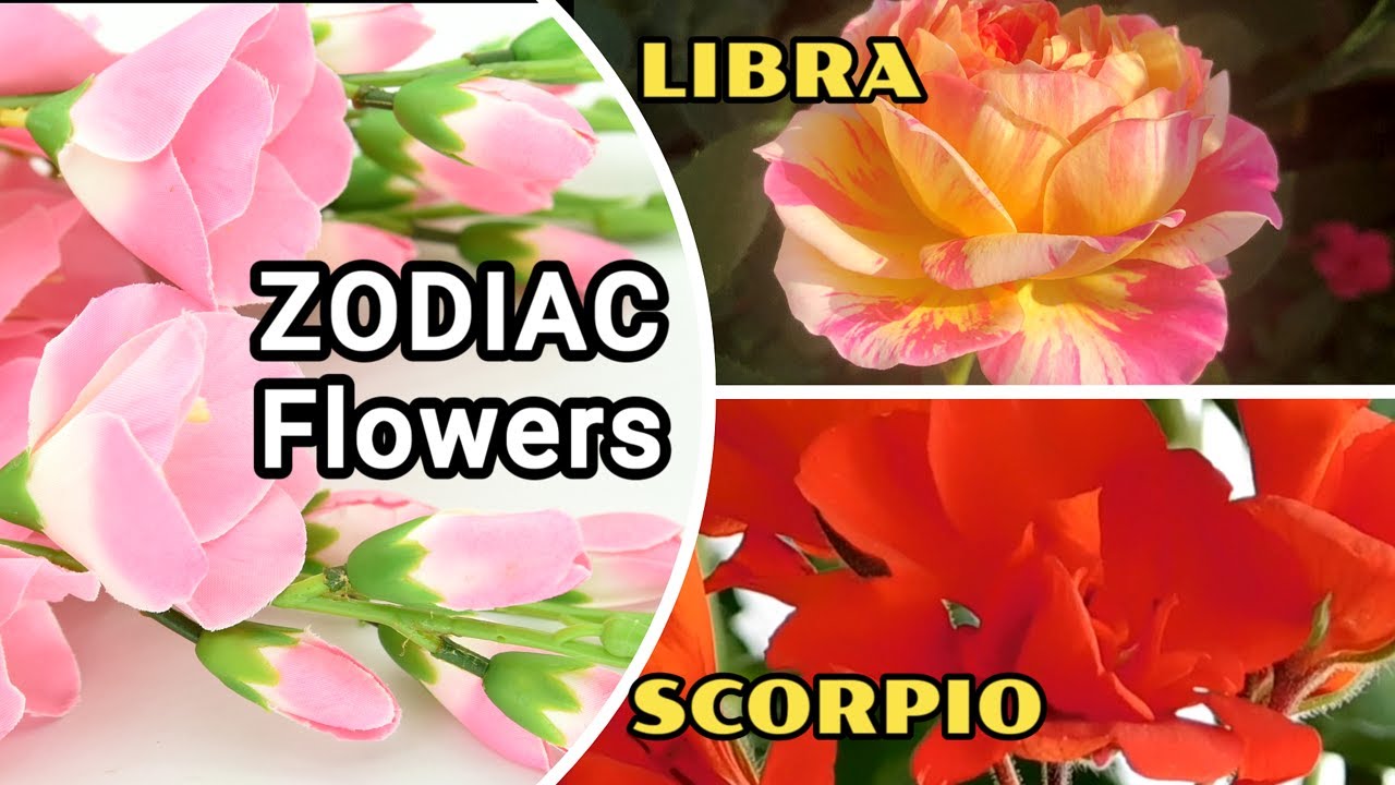 The Best Zodiac Flowers for LIBRA, SCORPIO Zodiac Signs Gift for Loved ...