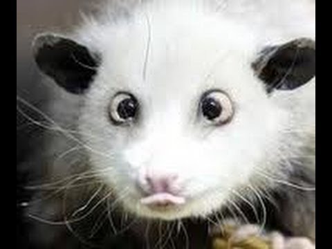 White Possum - Rare Australian Marsupial (part 2) - YouTube