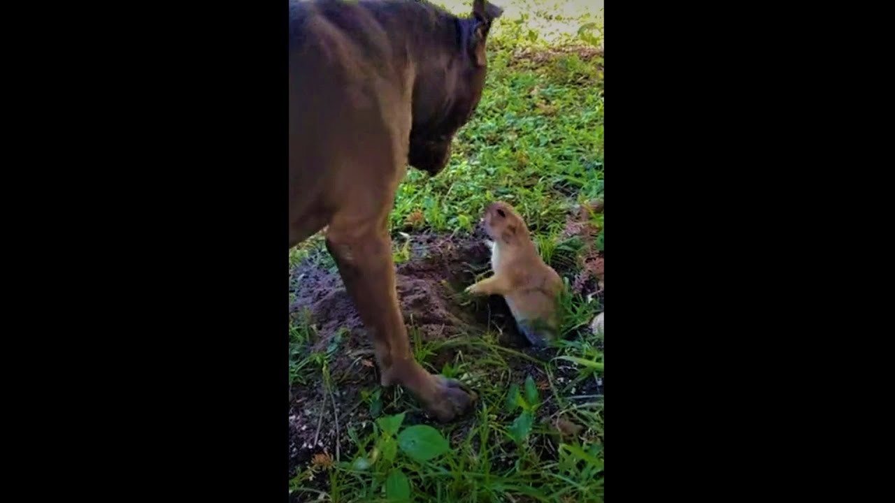 БЕССТРАШНЫЙ ЗЛОЙ СУСЛИК!!!!😈Fearless Evil Gopher!!!!!!!!!!! - YouTube