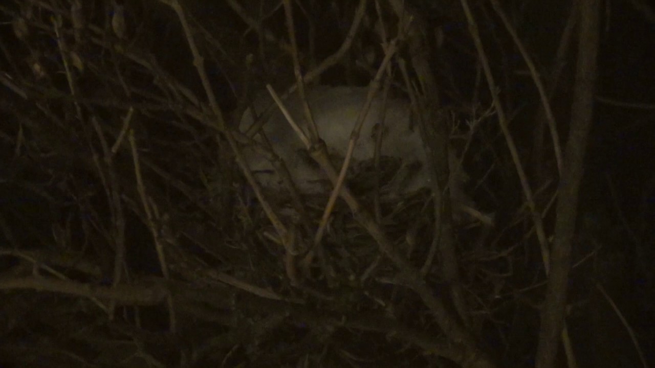 Mysterious Alien Creature In A Tree January 1, 2017 - YouTube