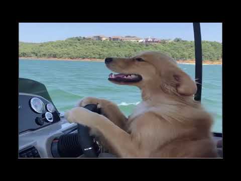 funne dog drives boat hilarious clip (HD) - YouTube