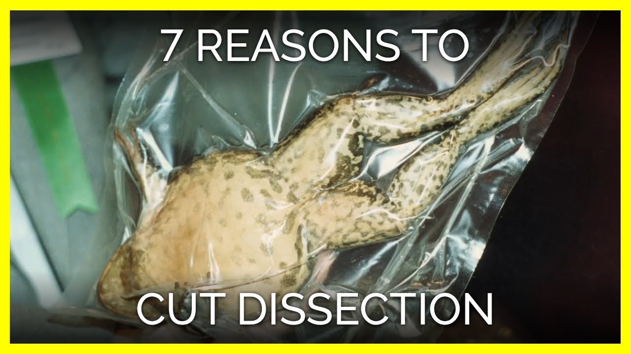 Top 7 Reasons to Cut Out Dissection - YouTube