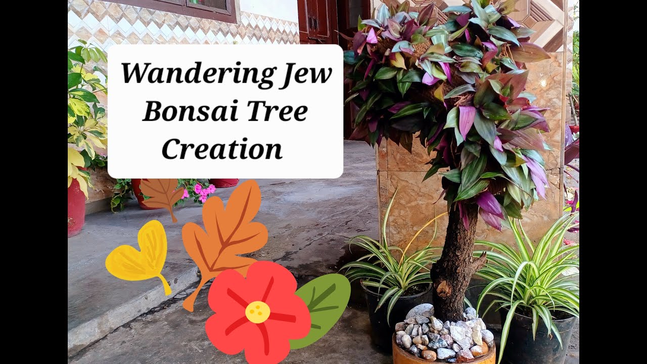 How to Grow Wandering Jew Plant Like a Tree Style for Indoor Decoration ...