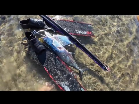 Mga kamiahhhh tanguigi ang ulam sa umaga.#spearfishingphilippines - YouTube