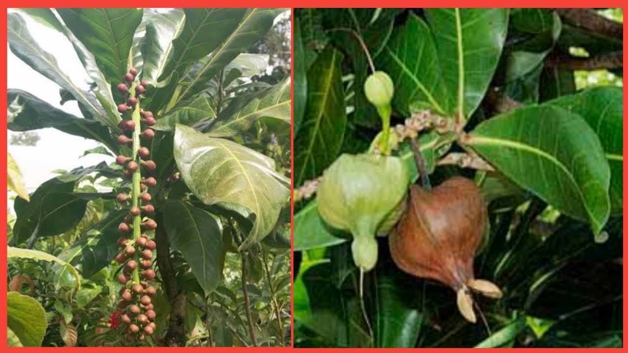 #475 Putat/Barringtonia racemosa/FISH-KILLER TREE - Health Benefits and ...