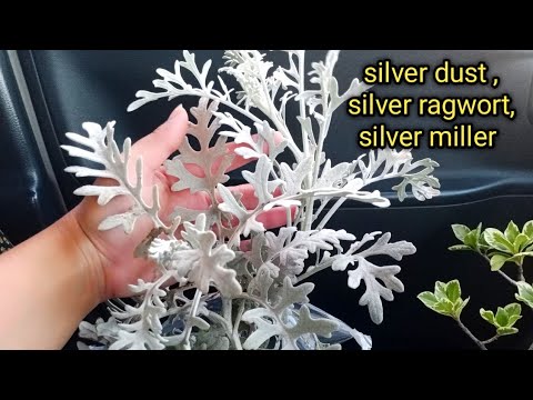 silver dust plant care |silver ragwort propagation | dusty Millar - YouTube