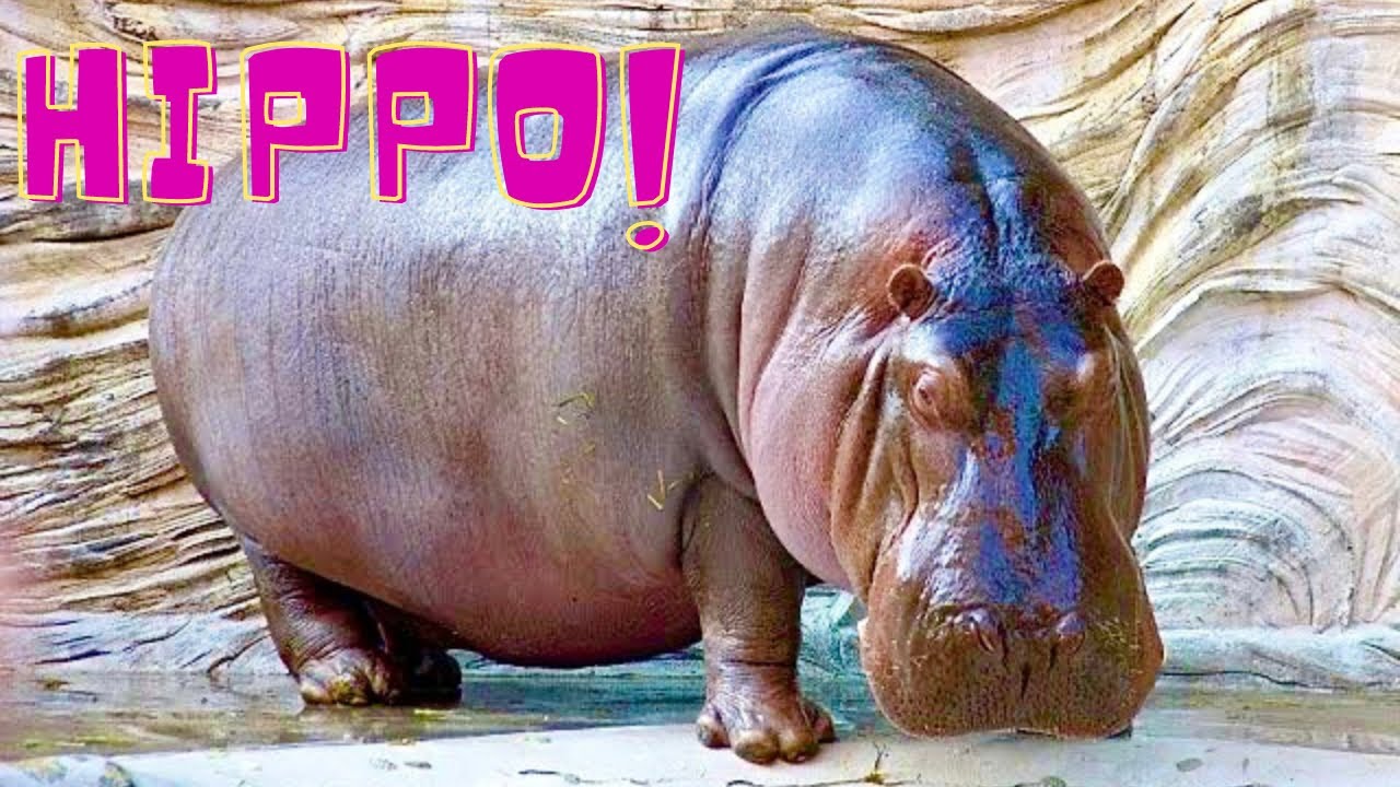 Hippopotamus India | Up Close 2000 Kg Mighty Beast - YouTube