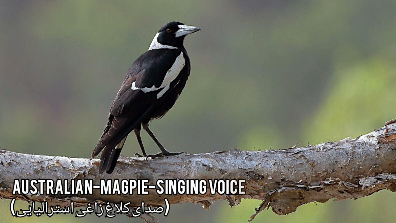 Australian-magpie-singing voice (صدای کلاغ زاغی استرالیایی) - YouTube