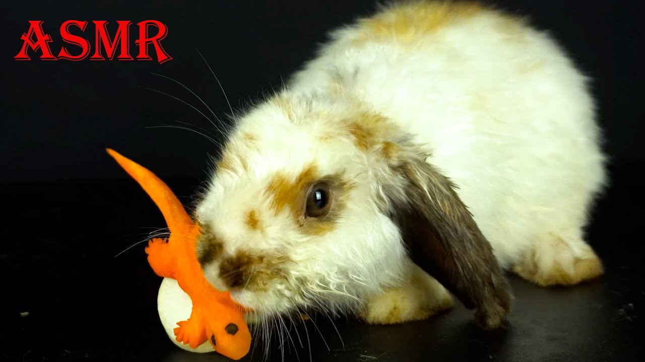 Wow! ASMR Bunny eats lizard carve Carrot Muckbang - YouTube