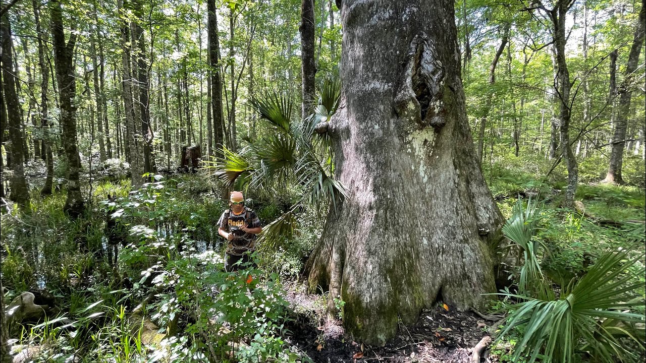 The Goethe Giant (Ancient Cypress Tree) in Goethe State Forest - YouTube