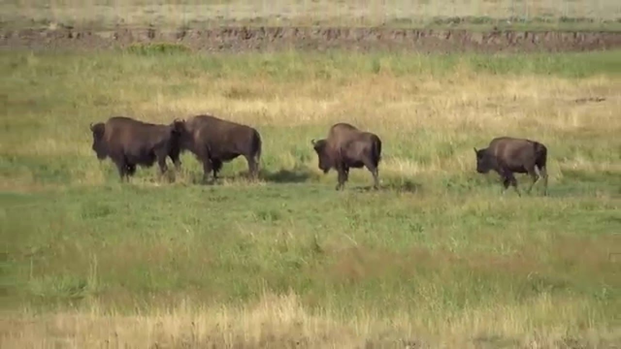 Yellowstone Fauna (Bison and Coyotes in Hayden Valley) - YouTube