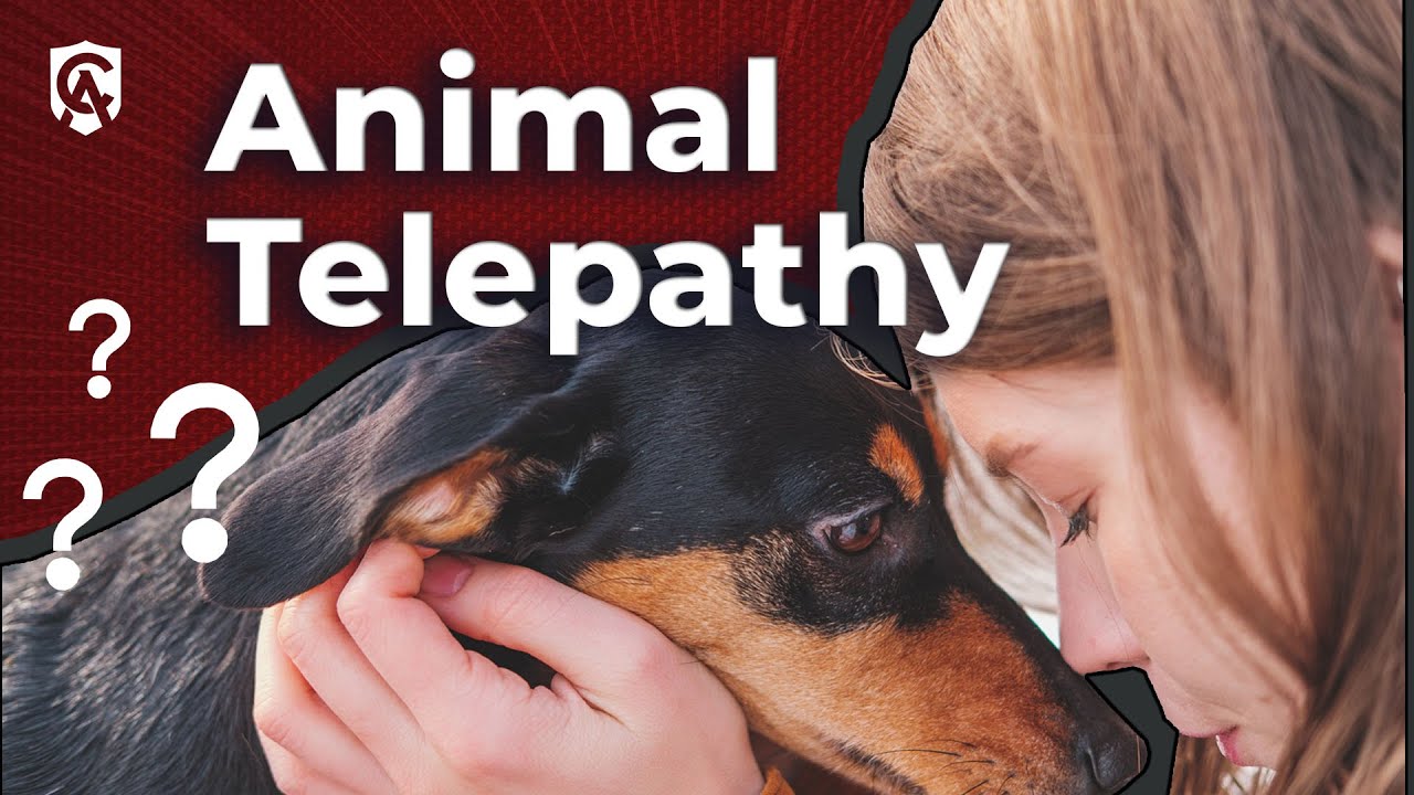 Can Animals Communicate with us Through Telepathy? | Jimmy Akin - YouTube