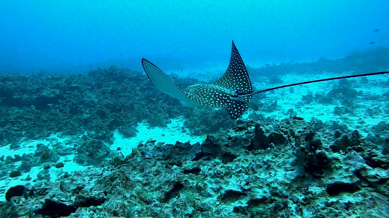 Spotted Eagle Ray in Kona Hawaii - YouTube