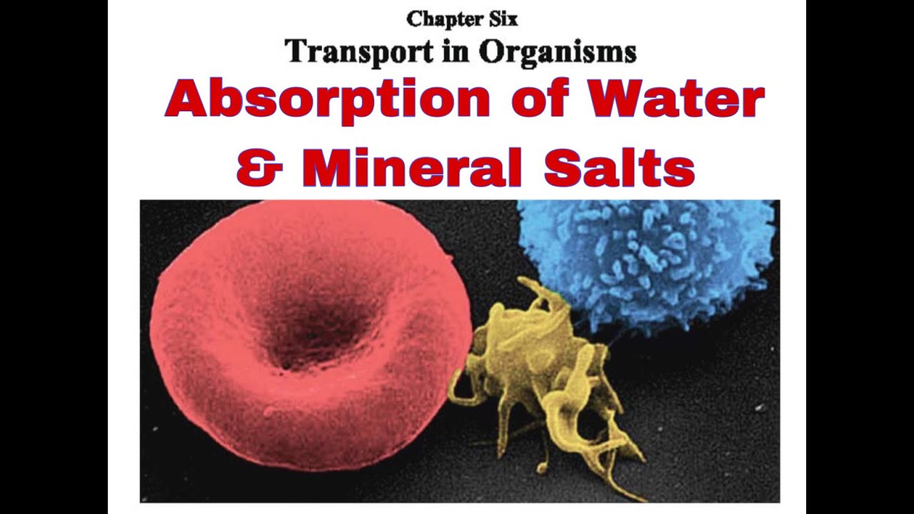 Absorption of Water & Mineral salts for Class 9 & 10 English Version ...
