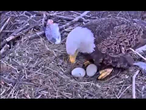 Eagle Egg Pip