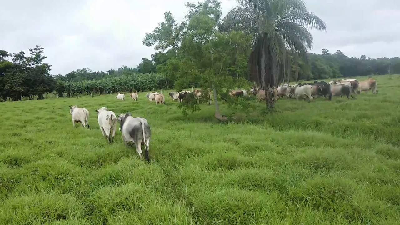 Ganaderias Colombianas Hacienda la Argentina - YouTube