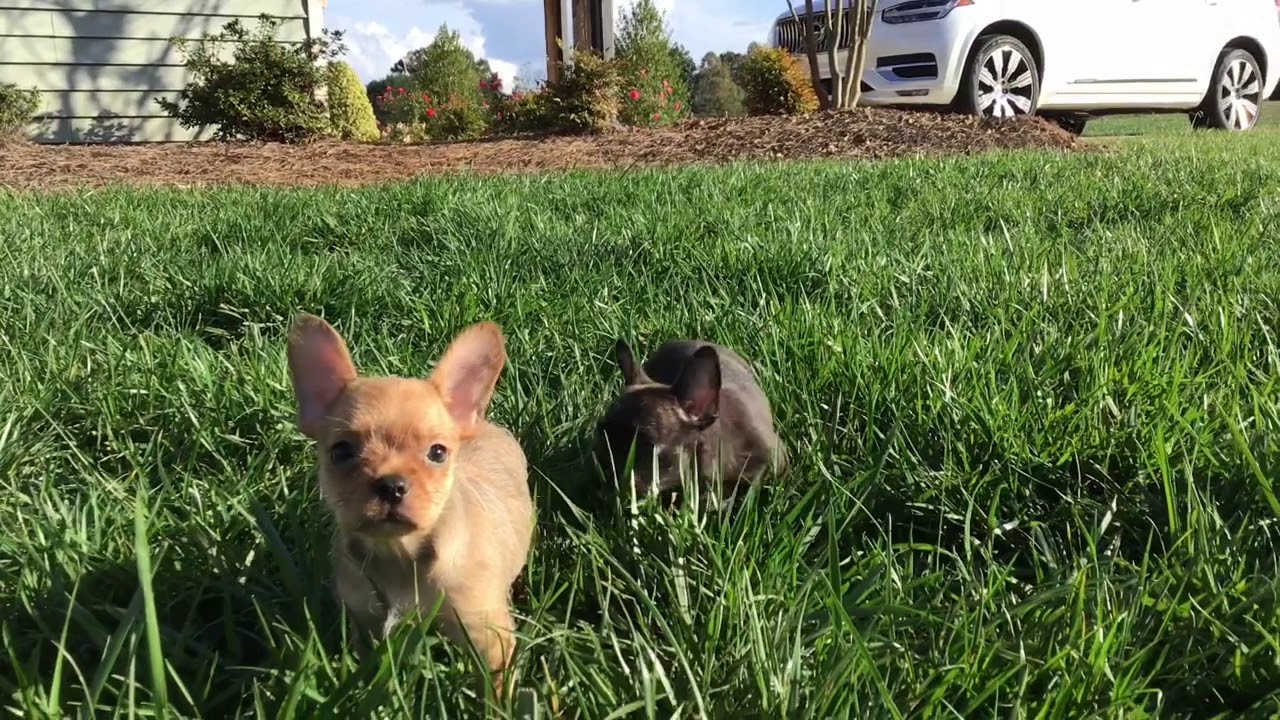 The Cutest "Forkies" you'll ever see. Half French Bulldog and Half ...