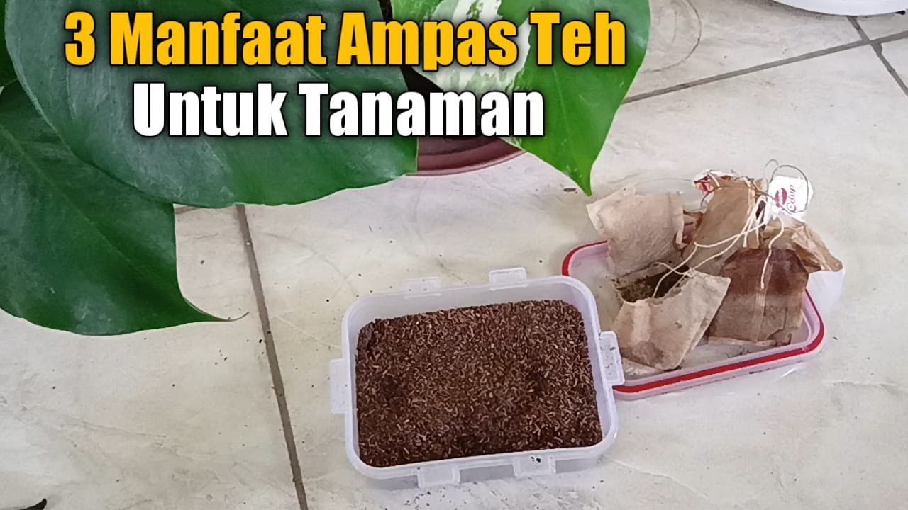 Manfaat Ampas Teh untuk Tanaman dan cara mengaplikasikannya # ...