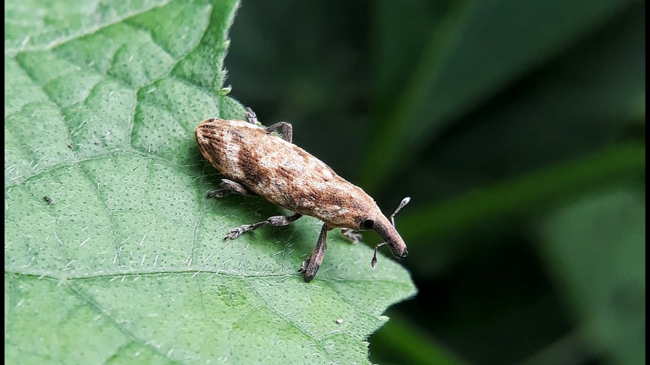 Elephant Weevil || A Strange Insect. - YouTube