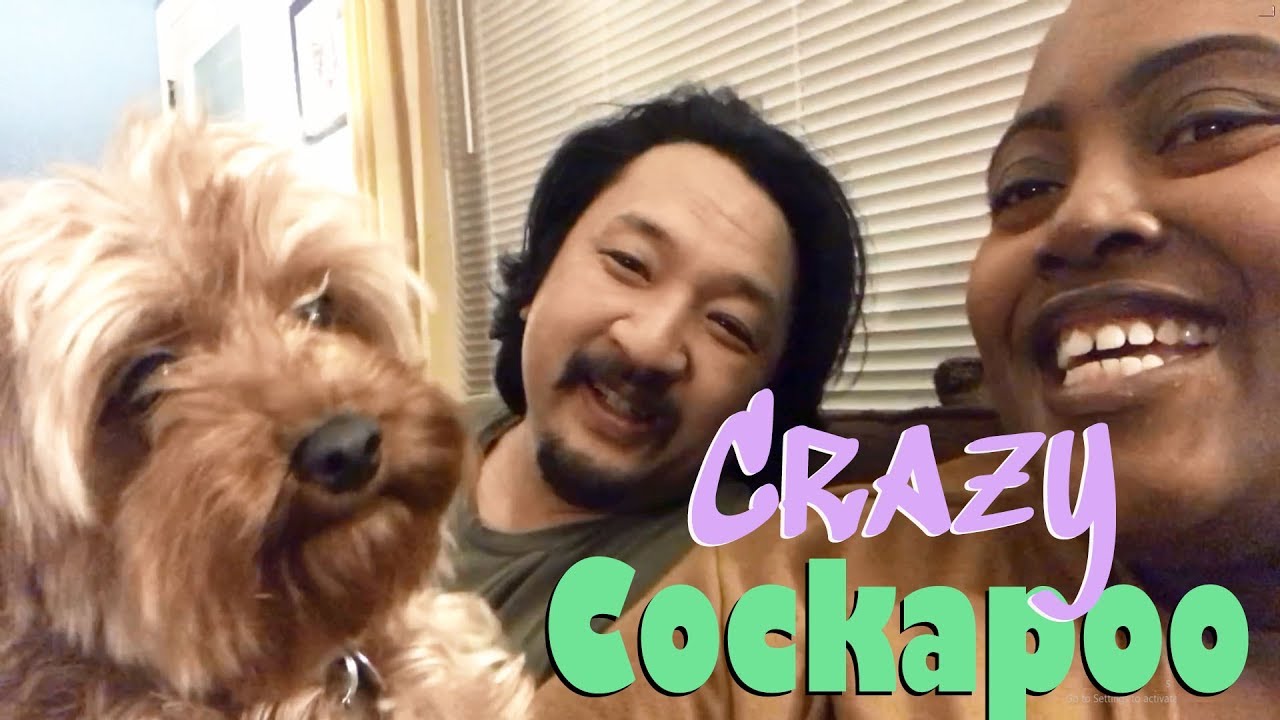 Blasian Couple Vlog Crazy Cockapoo - YouTube