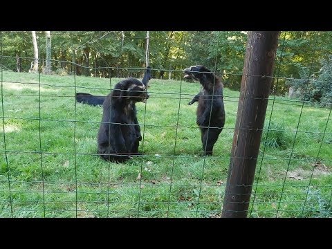Spectacled Bear Feeding and Fighting! @ CERZA Parc des Safaris