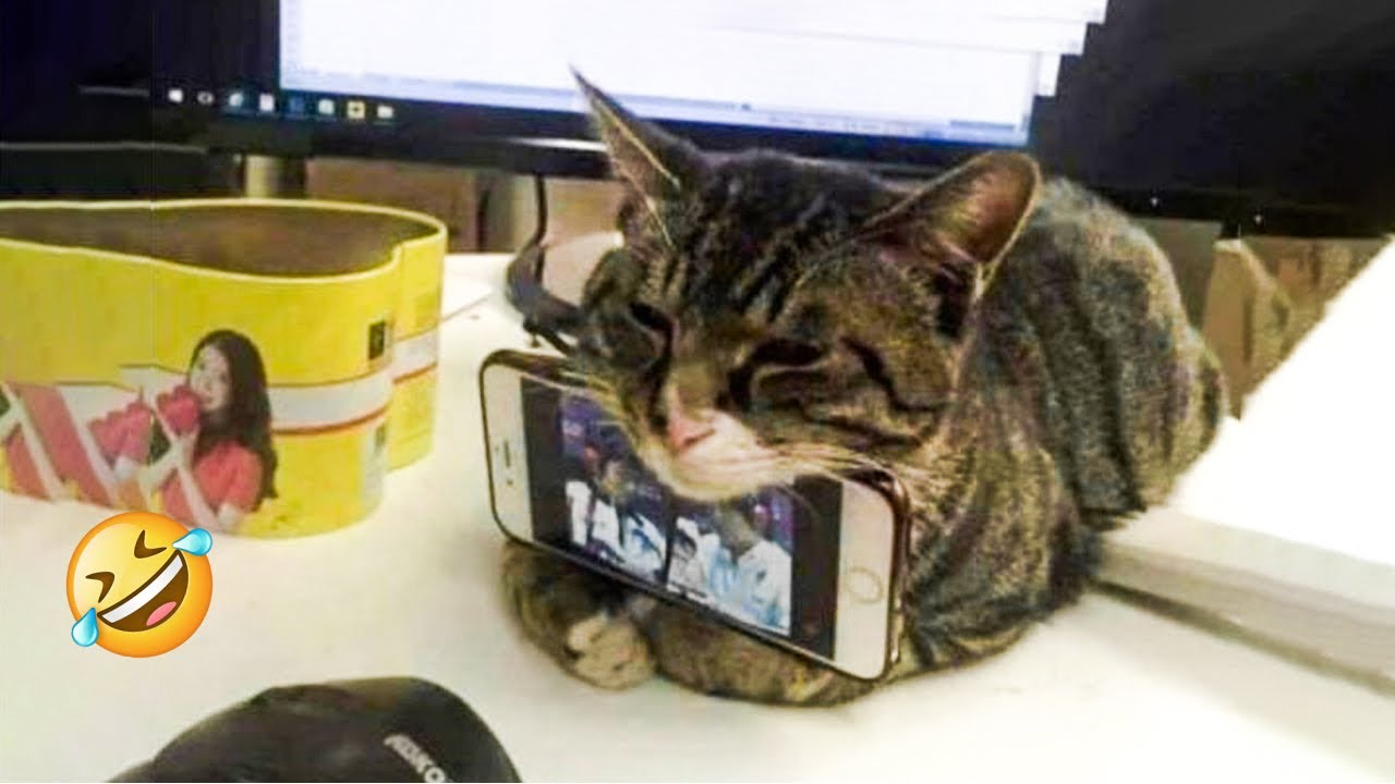 😹 You Definitely Laugh, Trust me 😱 - Funniest Cats Expression Video 😇 ...