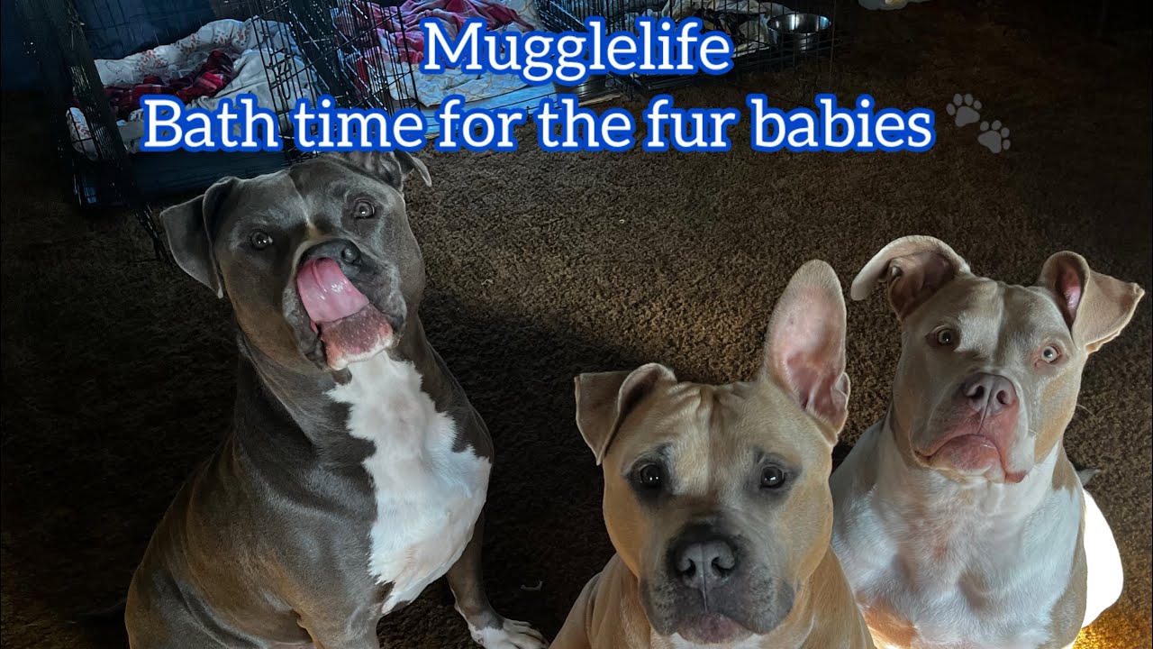 MAGICAL Pet Bath Time Chaos! - Muggle life vlog! - YouTube