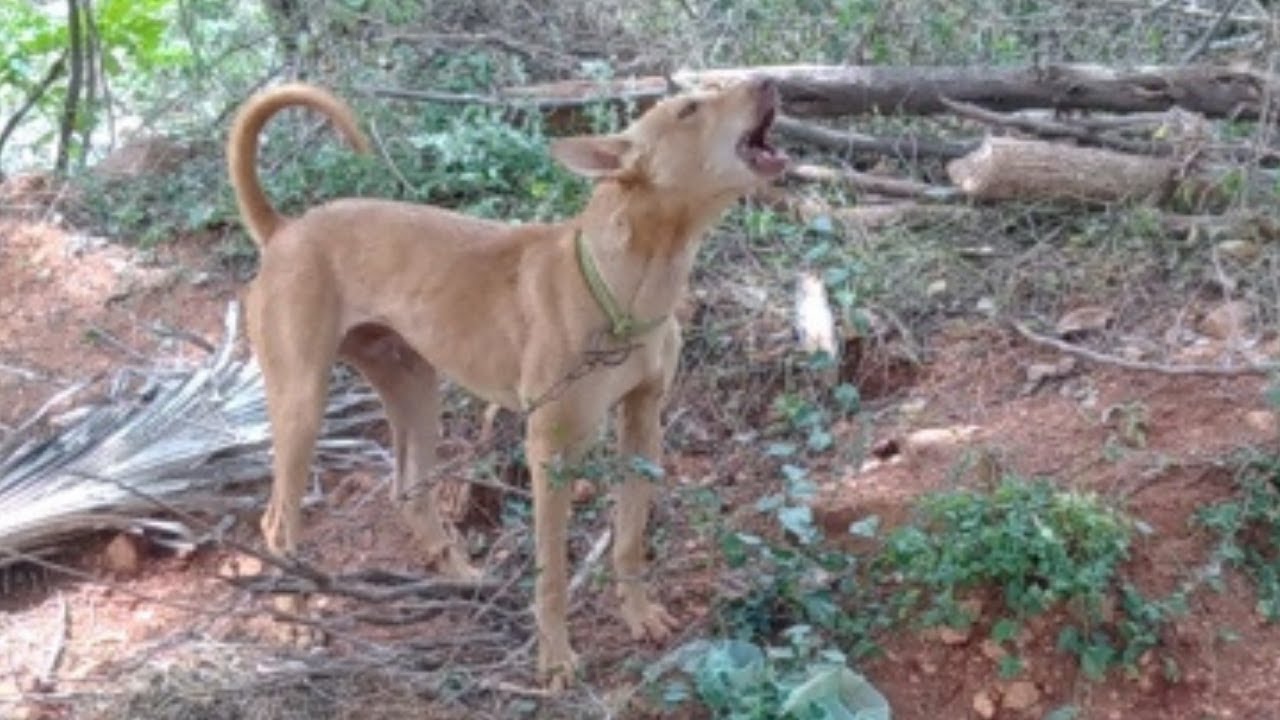 Dog Sound | Angry Dog Barking Sound Effect | Village Dog Sound | Indian ...