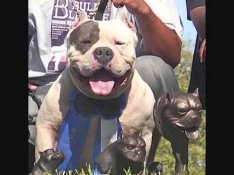 Compact Bullies Pit Bull Pups For Sale American Bully Oct 2014 - YouTube