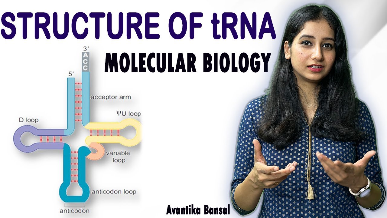 Structure of tRNA II Transfer RNA I Molecular Biology I Detailed ...