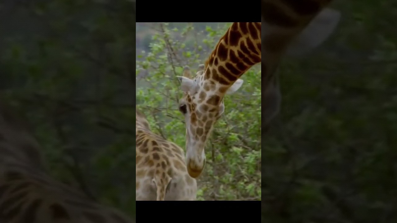 jeeraf #funny meeting - YouTube