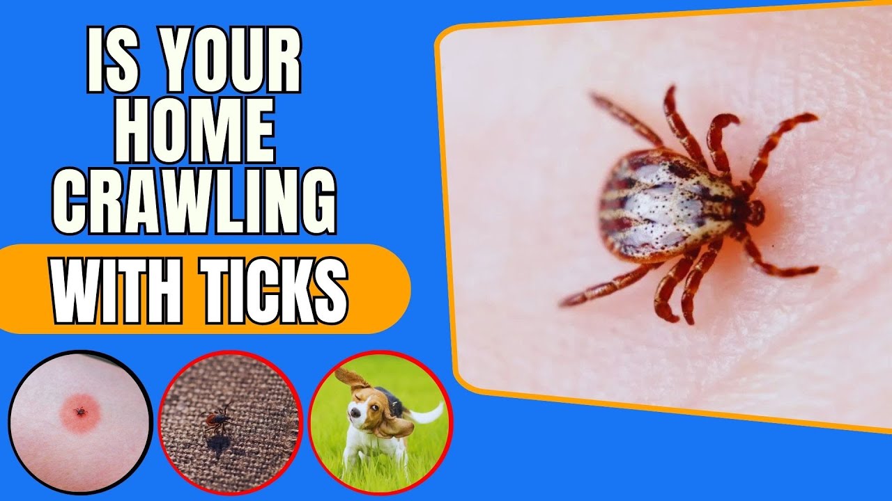 6 Signs of A Tick Infestation in Your Home - YouTube