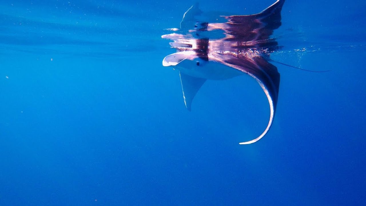 Manta Ray, Sea Turtles, & Sealife - Freedive & Scuba - Electric Beach ...