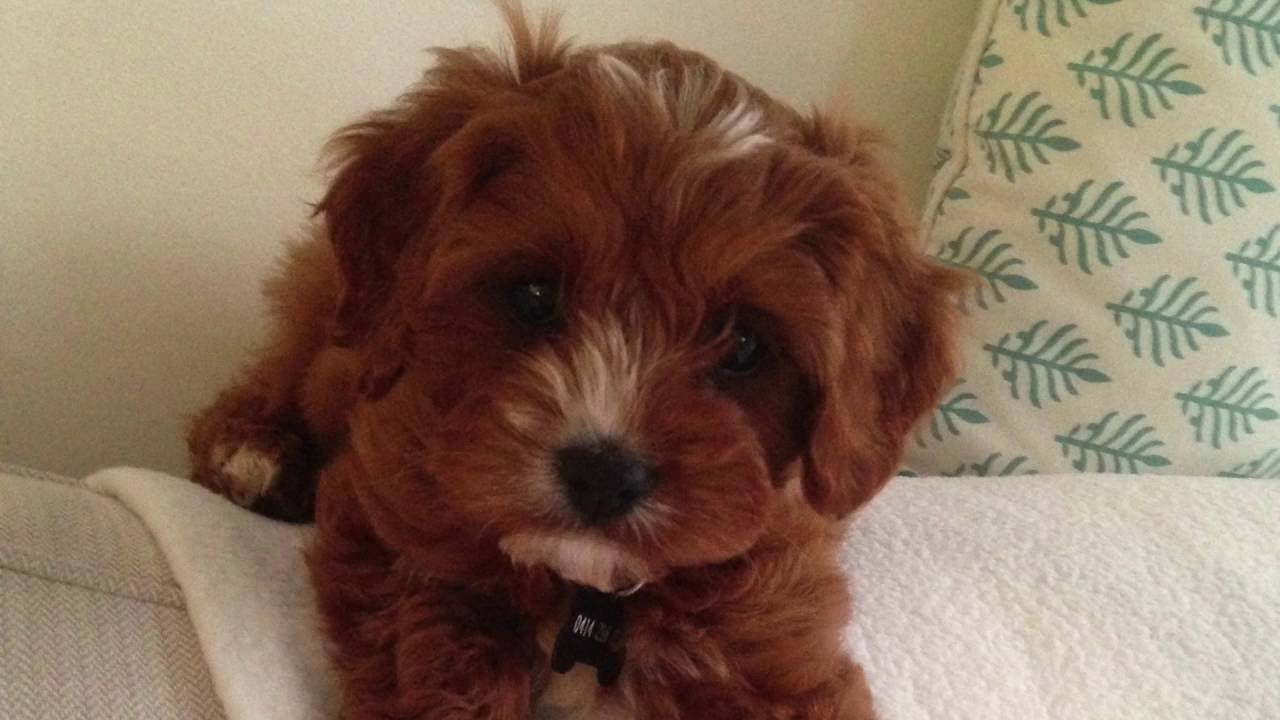 Cavoodle puppy walking his friend - YouTube