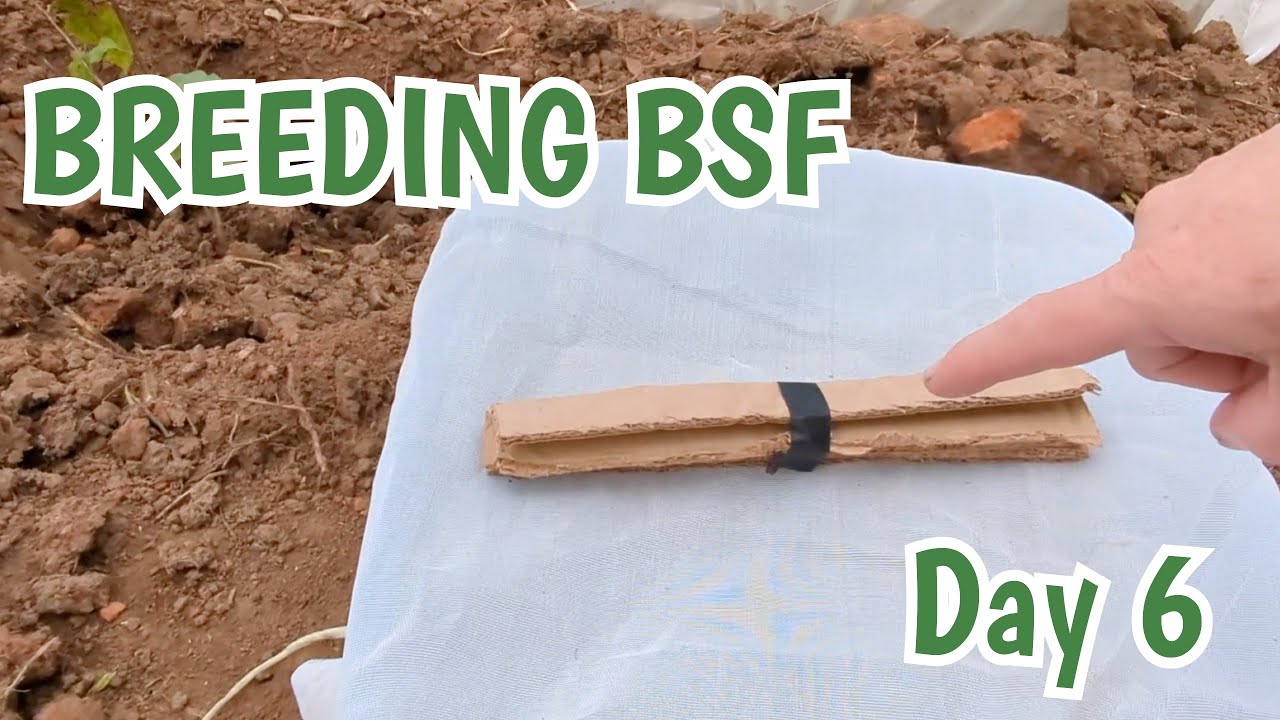 Breeding Black Soldier Fly • Day 6 - YouTube