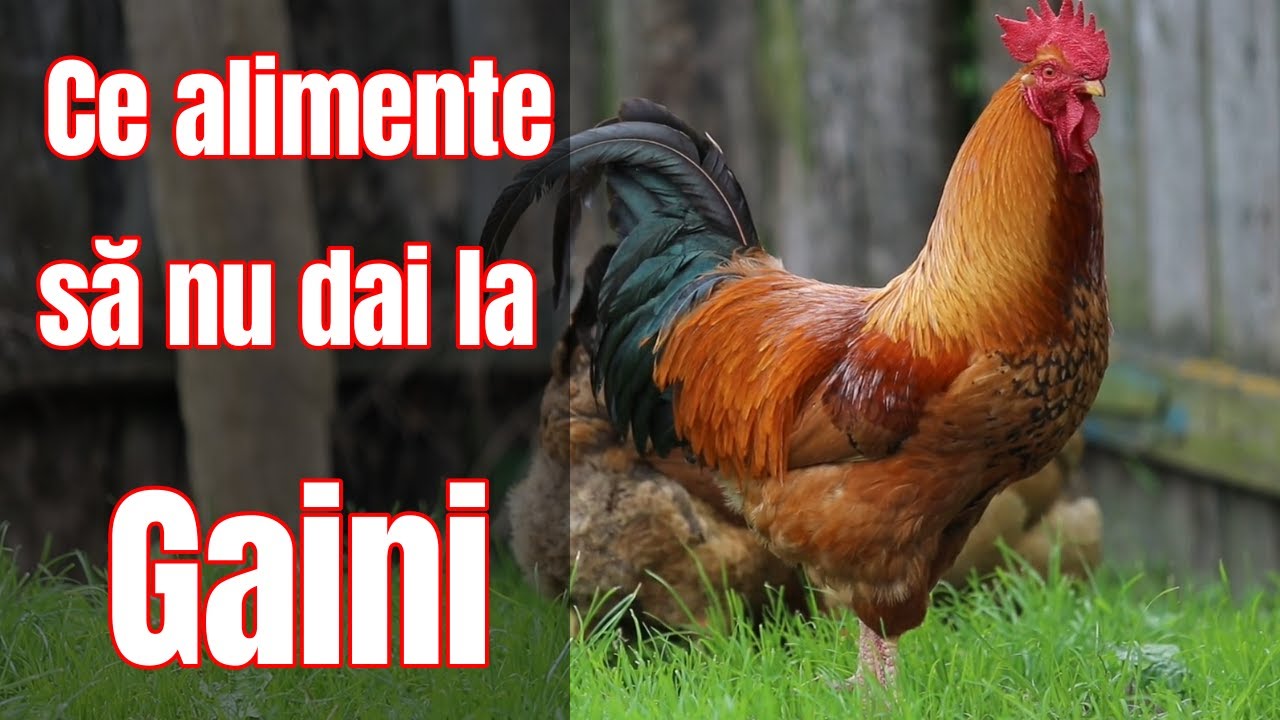 Ce alimente sunt interzis de dat la gainile din curte - YouTube