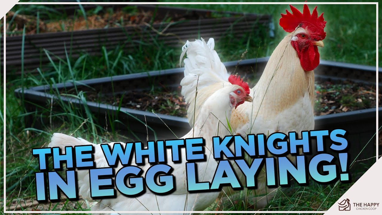 White Rock Chickens: From Egg to Table, Here's Why They Rock! - YouTube