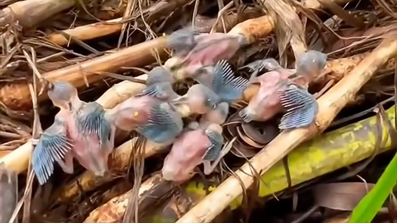 Without their mother and home after the storm, the frightened young ...