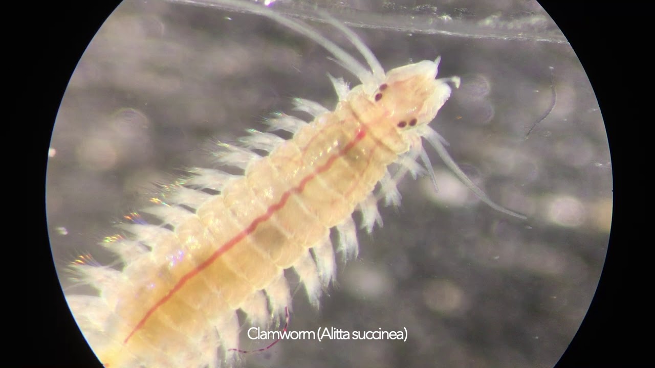 Maryland Sea Grant Backyard Ecology: Clamworm under the scope - YouTube