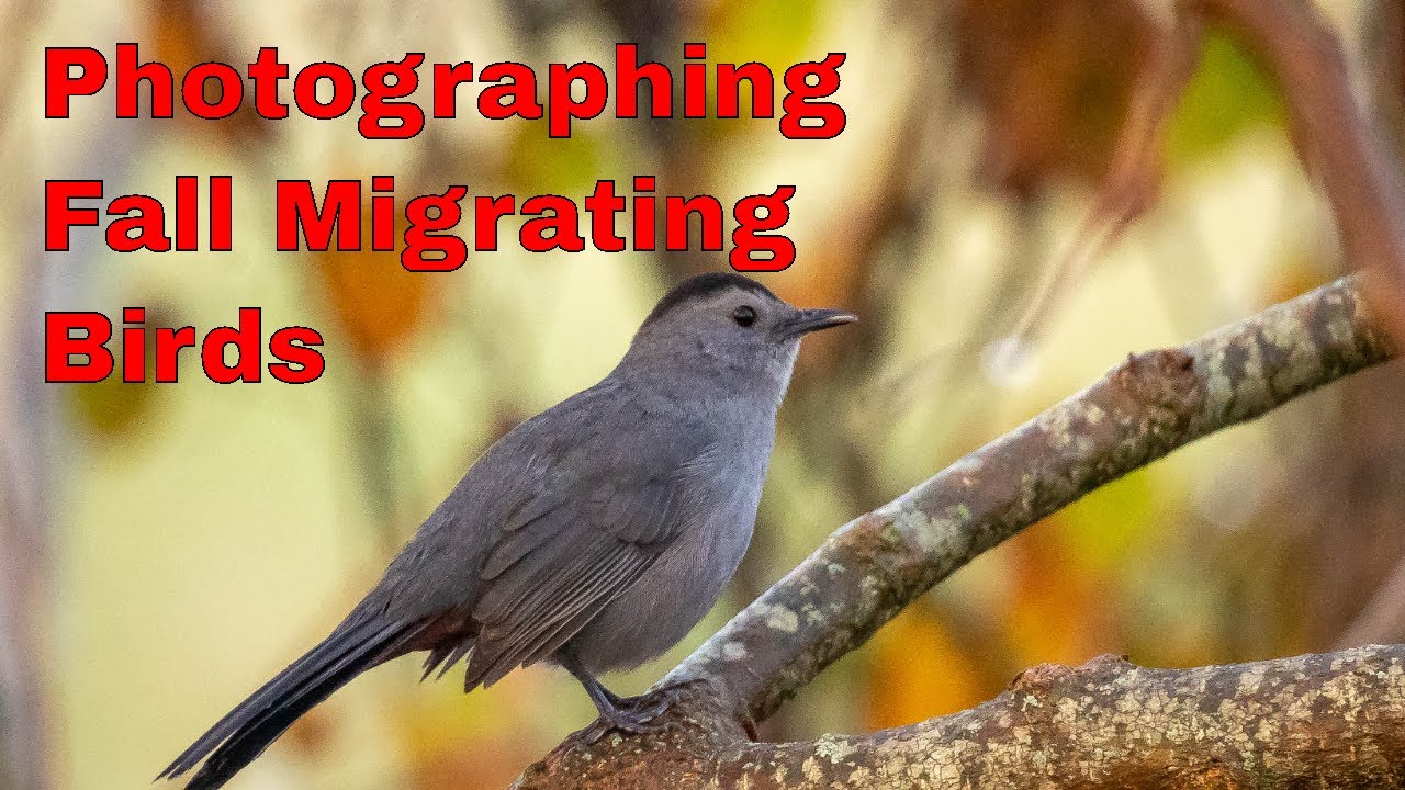 Photographing migrating birds - YouTube