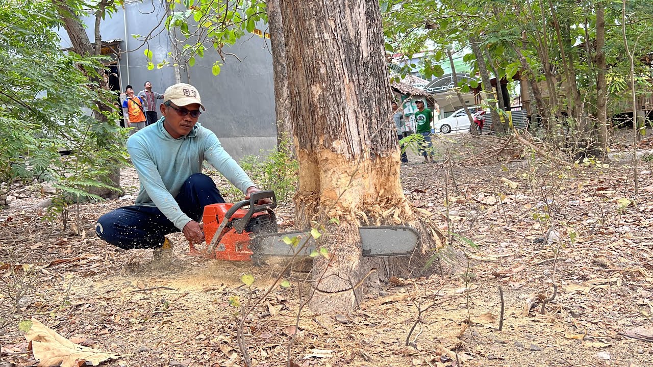 Cut down old teak trees, Husqvarna 395xp & Stihl ms660 chainsaw. - YouTube