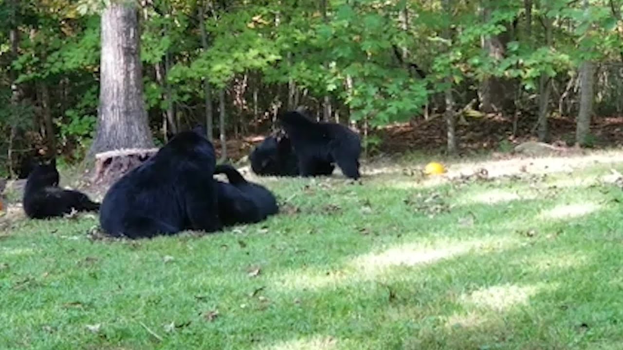 Video: Four adolescent bear cubs playing - YouTube