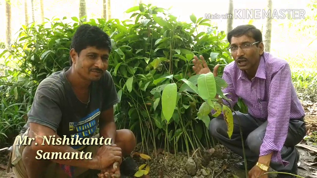 MANGO GRAFTING // Contact grafting with 100% SUCCESS. - YouTube