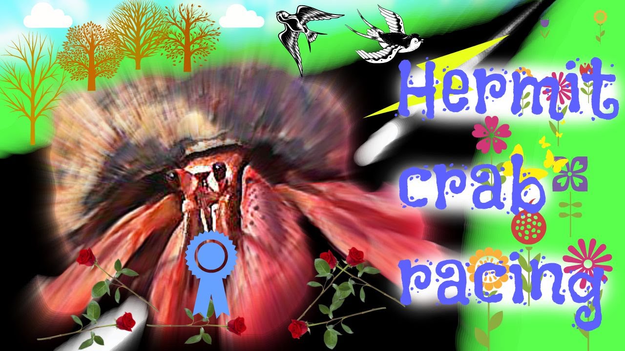 Hermit Crab Racing! - YouTube